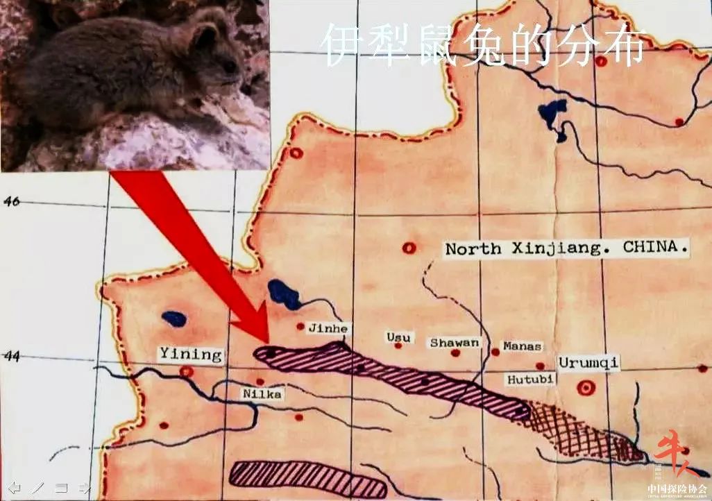 Like a mouse and a rabbit, this animal reappears in Xinjiang, eating ...