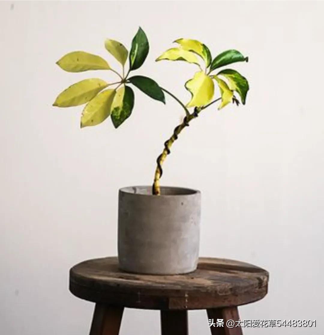 How to raise duck feet wood?4 ways to teach you how to keep the leaves ...