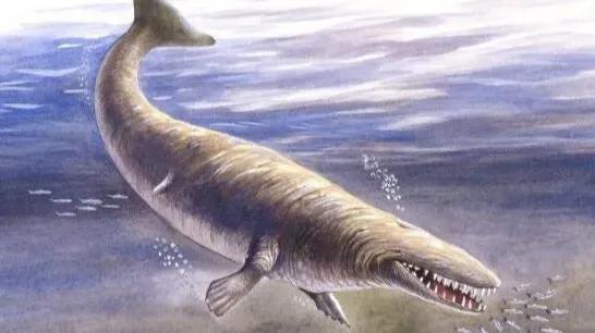 Whale: Why return to the vast ocean? - iNEWS