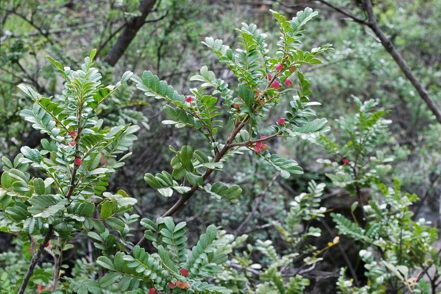 The Pioneer Tree Species for Afforestation in Barren Mountains-Fragrant ...