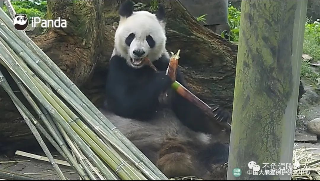 Giant Panda Yeye, Meidudu's Panda Mother - iNEWS