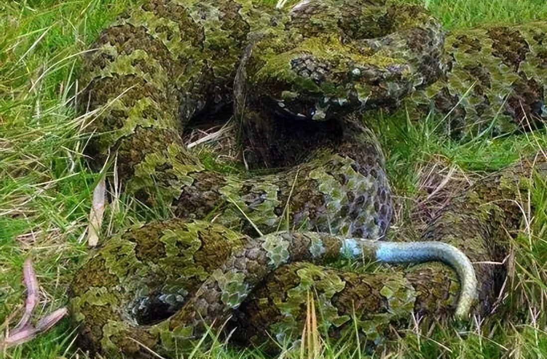 Do you dare to attack this poisonous snake?Encounter it only death - iNEWS