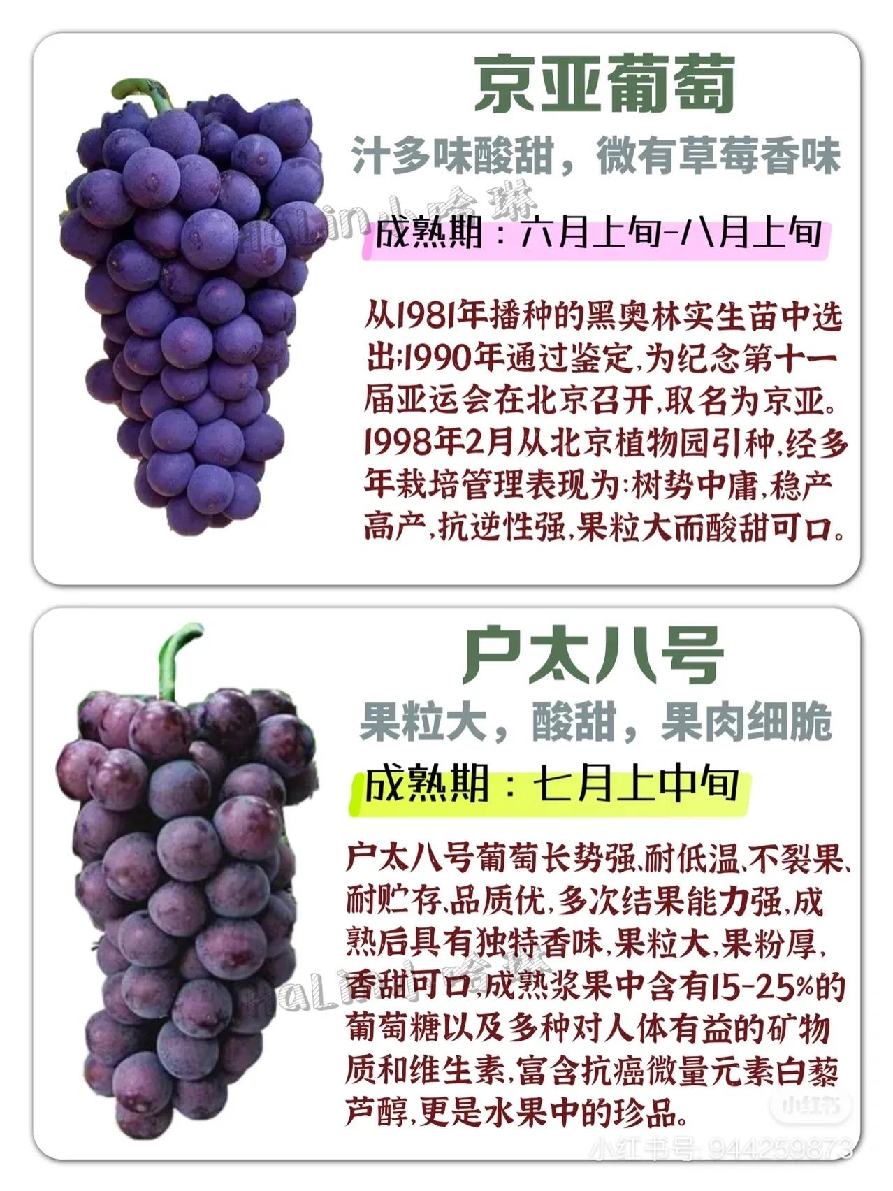 Common grape differences and taste - iNEWS