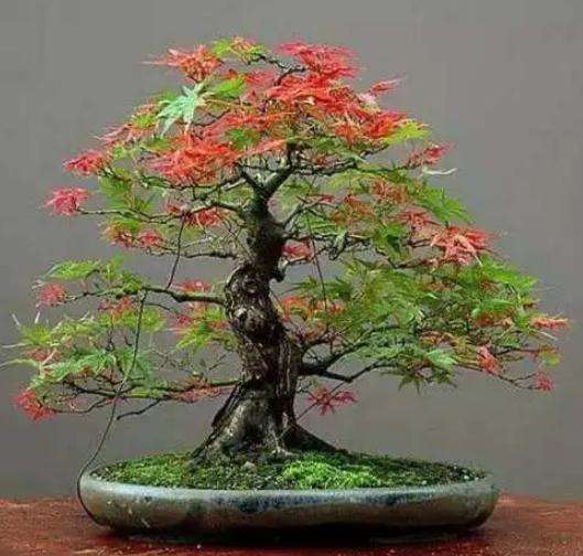 How to make the red maple pot look bright and strong?Start from these ...