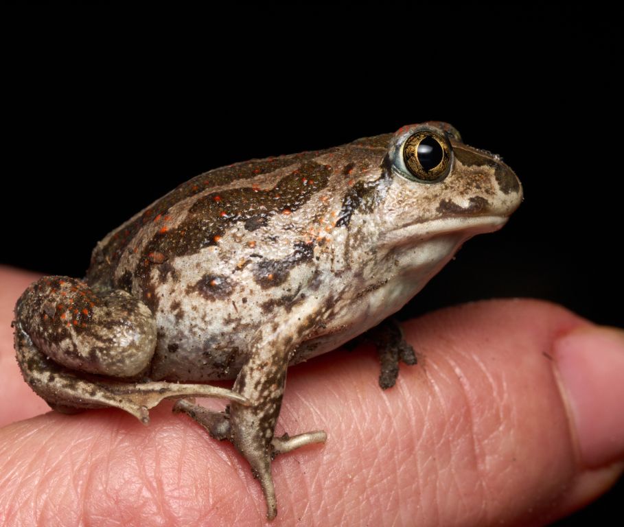 Garlic Frog Named a Valuable Source of Omega-3 Fatty Acids - iNEWS