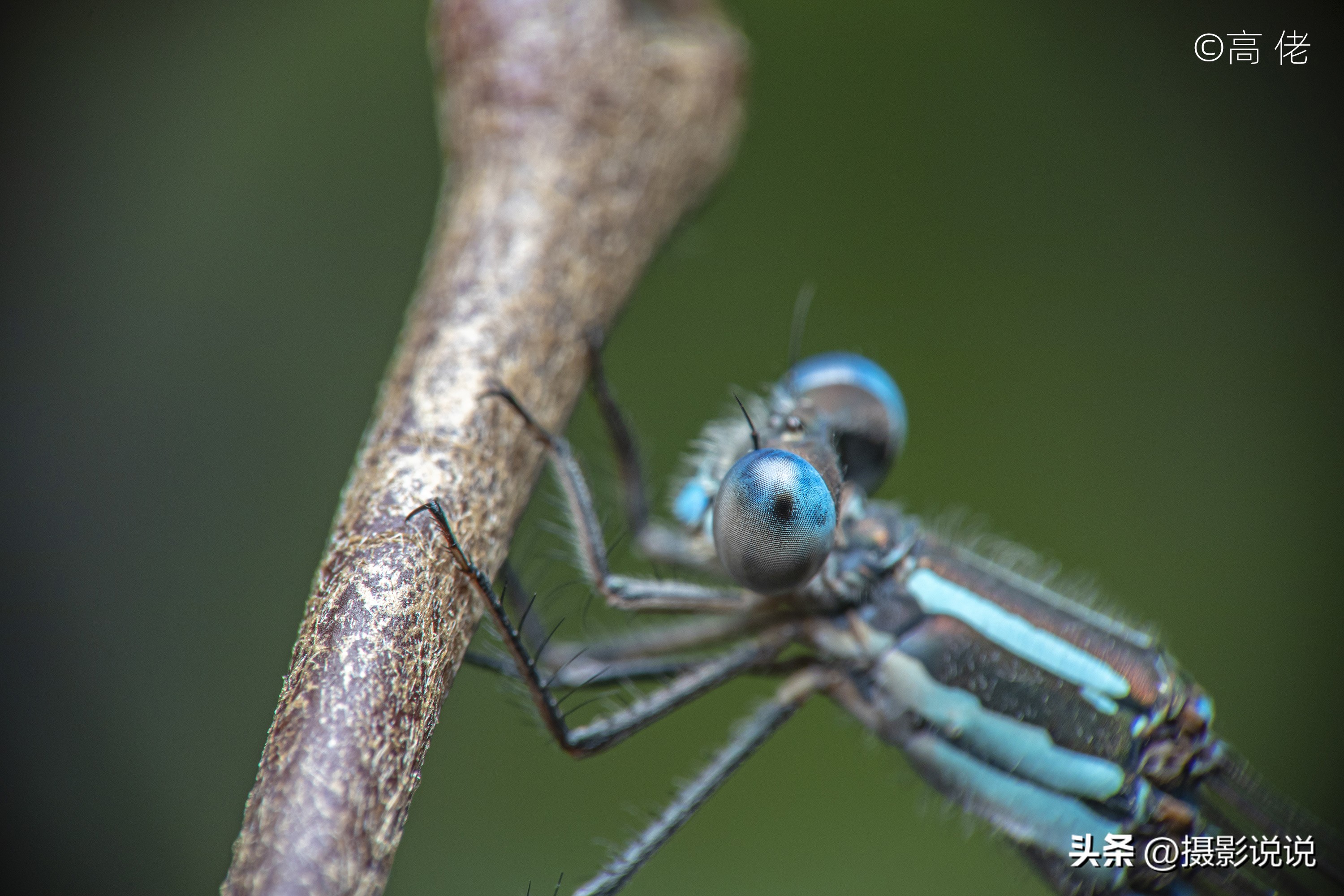 This is macro photography! Achieve the ultimate in stability, light ...