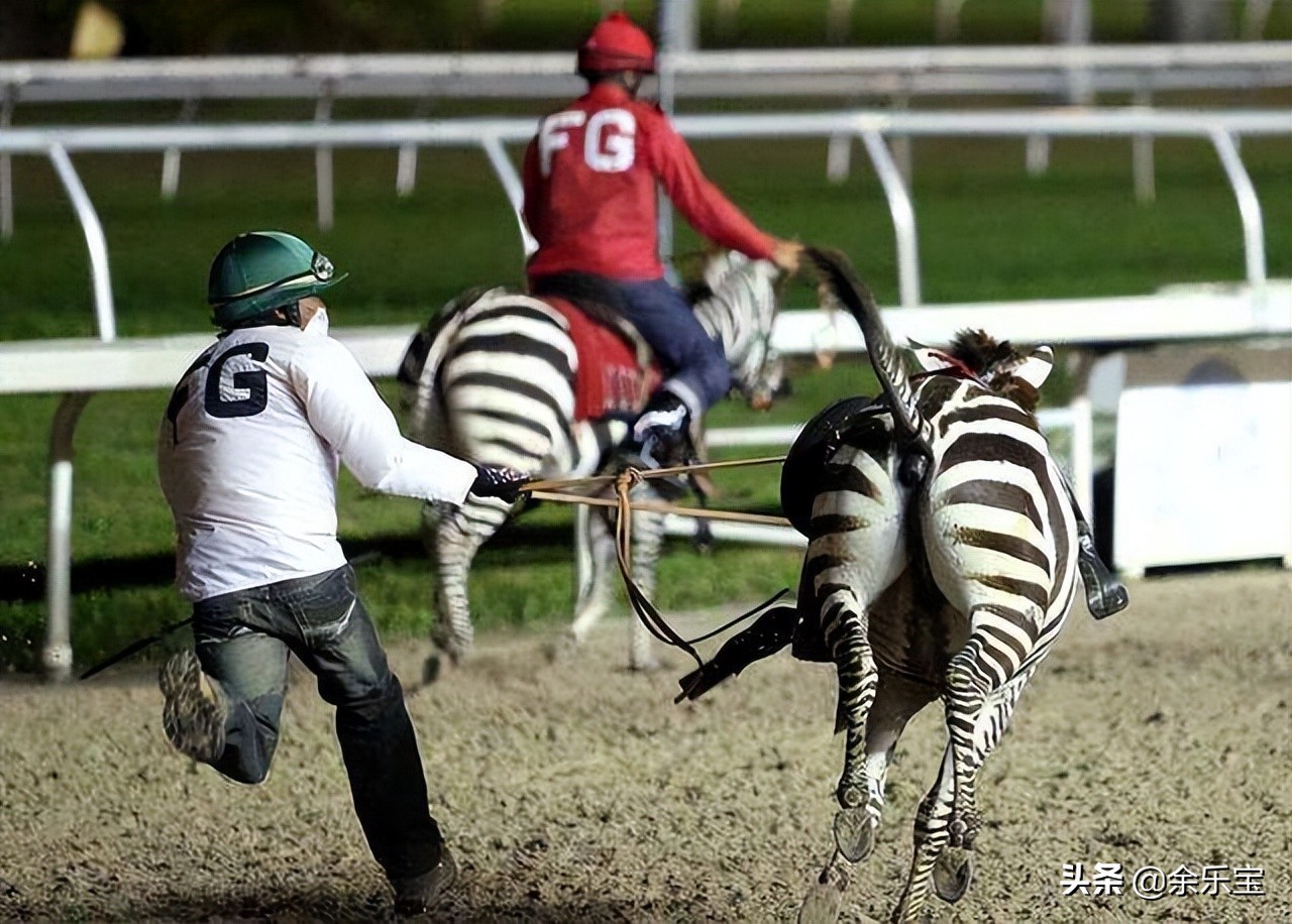 why no one rides a zebra - iNEWS
