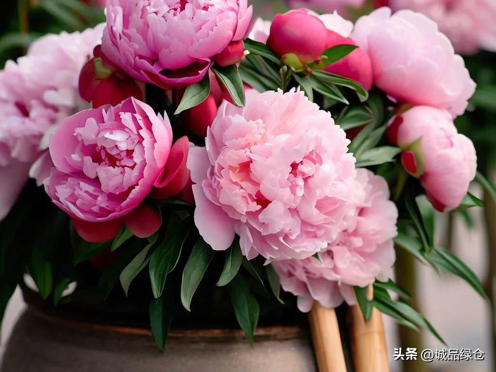 Planting methods and precautions of peony flowers - iNEWS