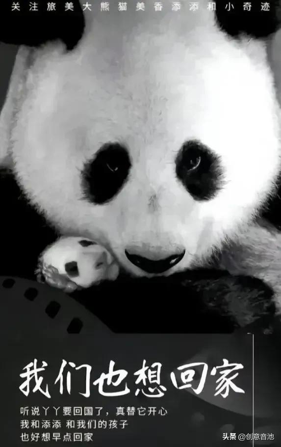 Panda Meixiang's family lives under the eaves of the devil, suffering ...