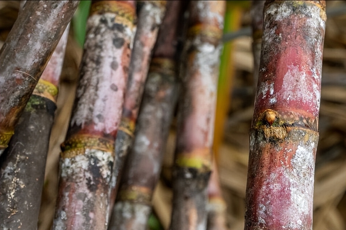 Do not eat these five foods, beware of poisoning - iNEWS