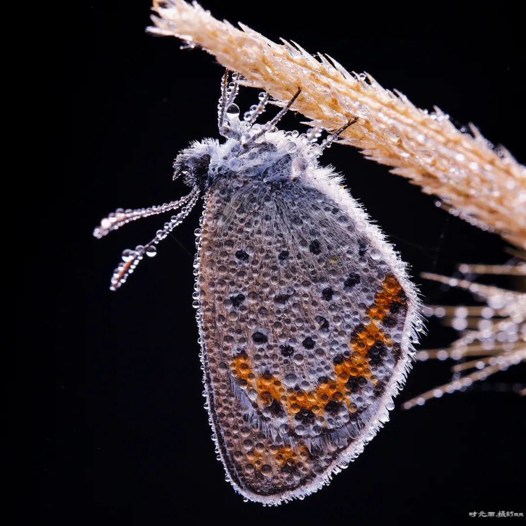 It meets the needs of our outdoor macro photography enthusiasts - Mini ...