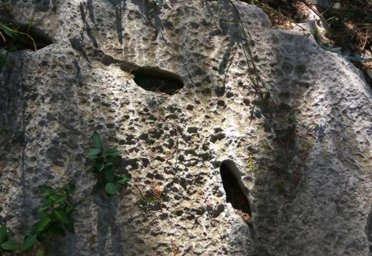 Colonization of animals, analysis of specimens in geographic databases ...