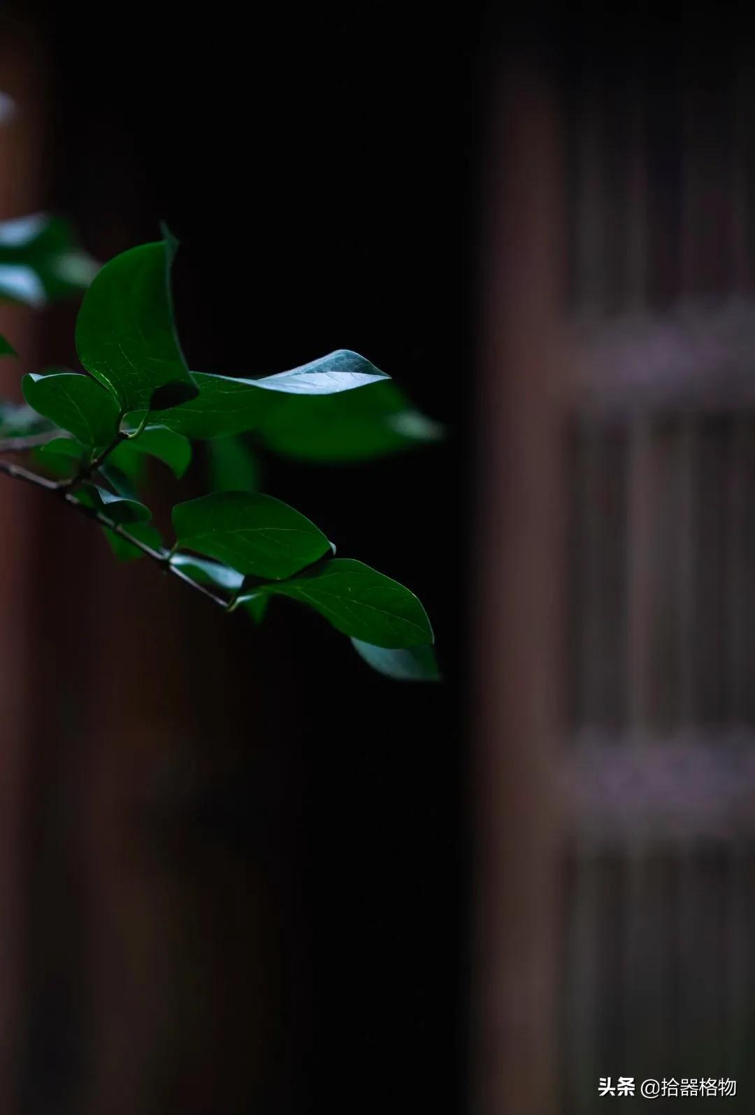 Fengya, go with the wind - iNEWS