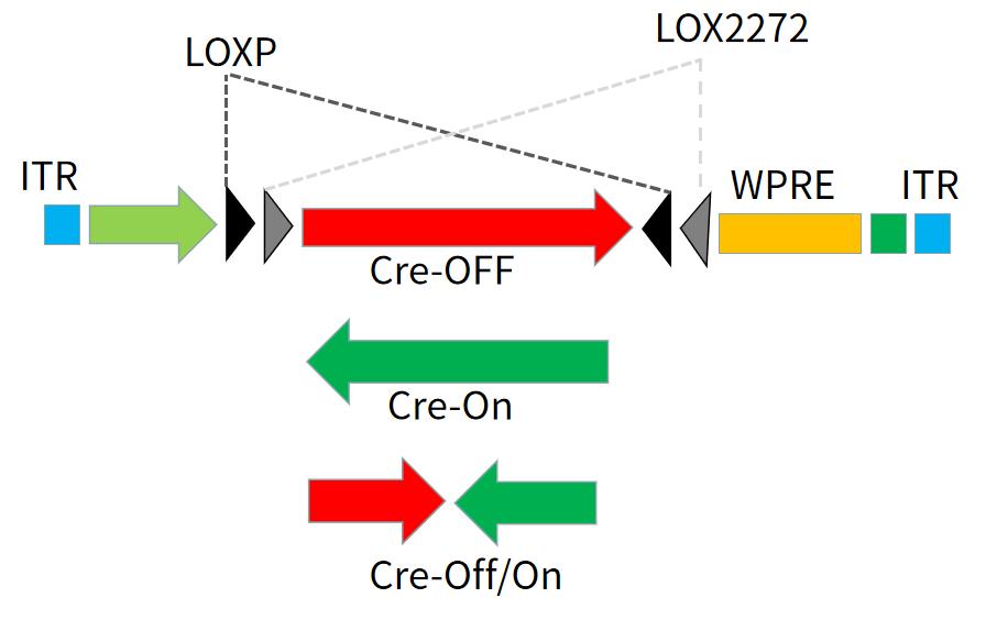From principle to application, a complete collection of Cre/Loxp and ...