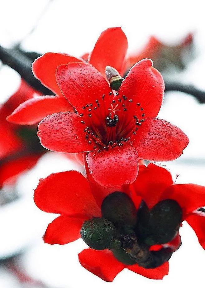 Mianchi celebrity Shi Ping - iNEWS