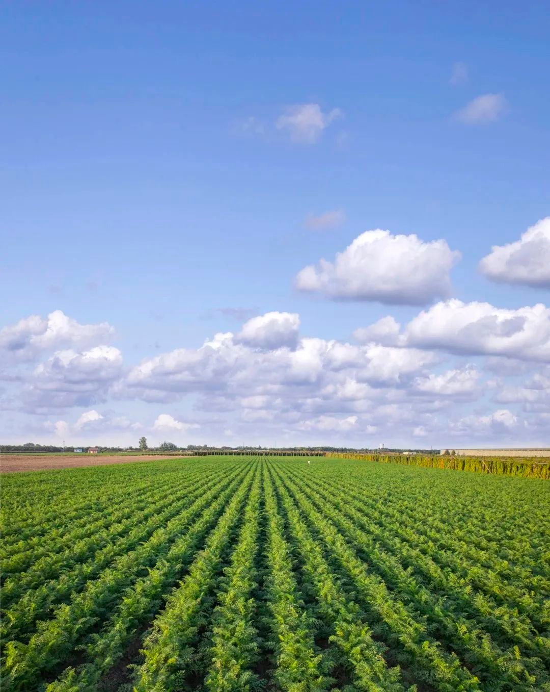 You know it with just one product: no one can refuse the high-end, high ...