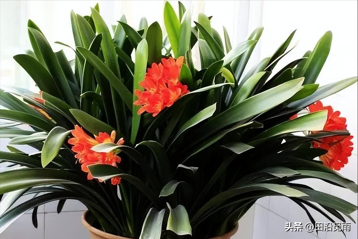 There are "three don't let go" in the maintenance of Clivia, we must ...