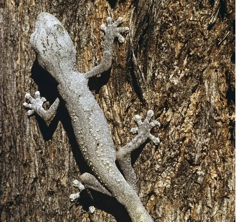 Is the gecko one of the "five poisons" poisonous?A gecko has entered ...
