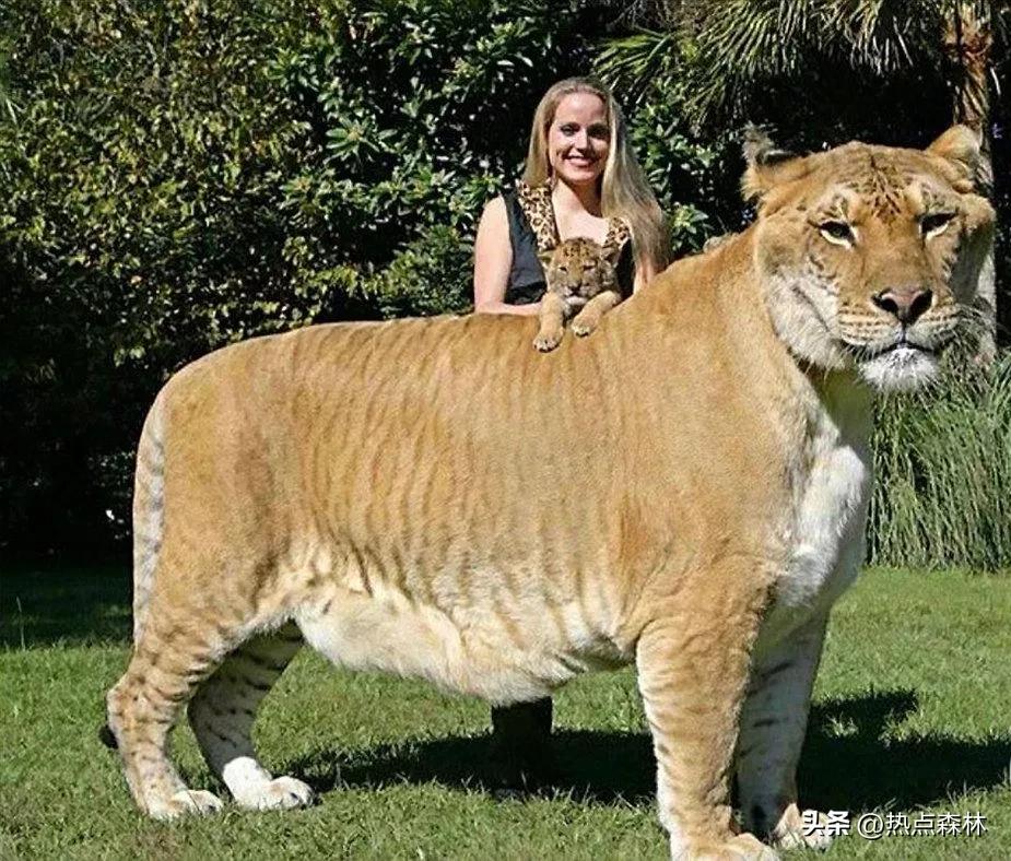 Is Japan's "human-animal embryo hybridization experiment" an innovation ...