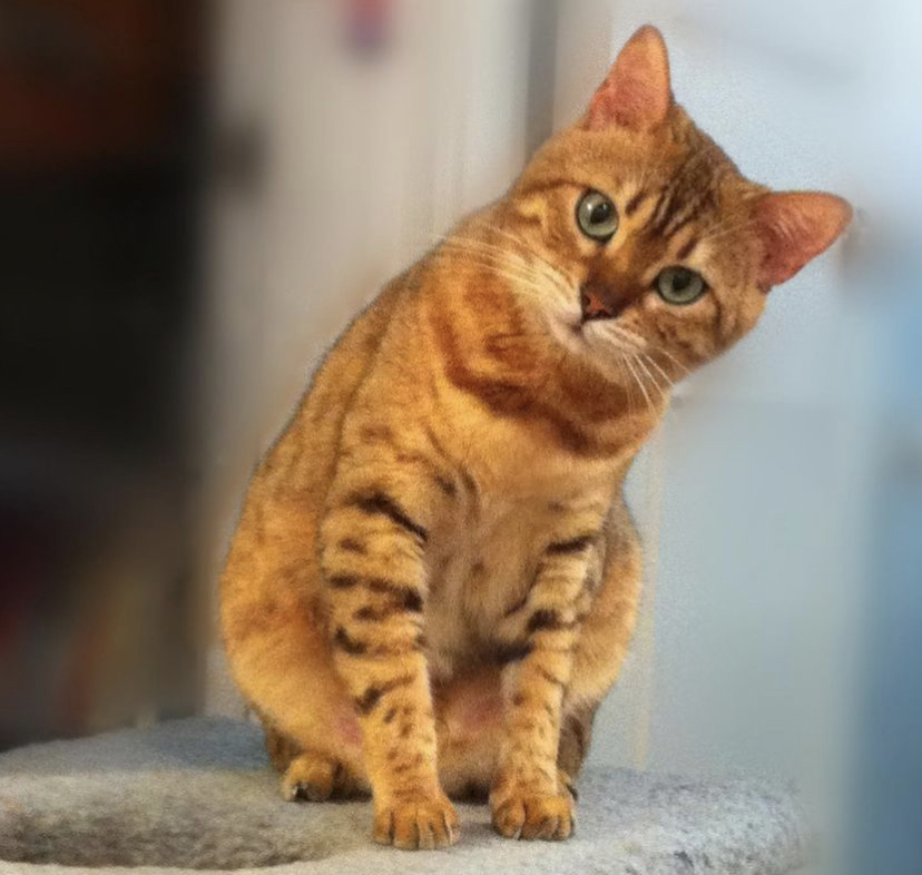 The goddess Zhou Huimin posted a hot search on her friend's cat ...
