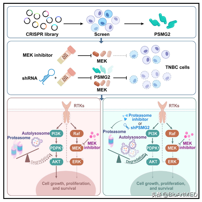 Shi Hubing/Jing Jing's team revealed the molecular mechanism of primary ...