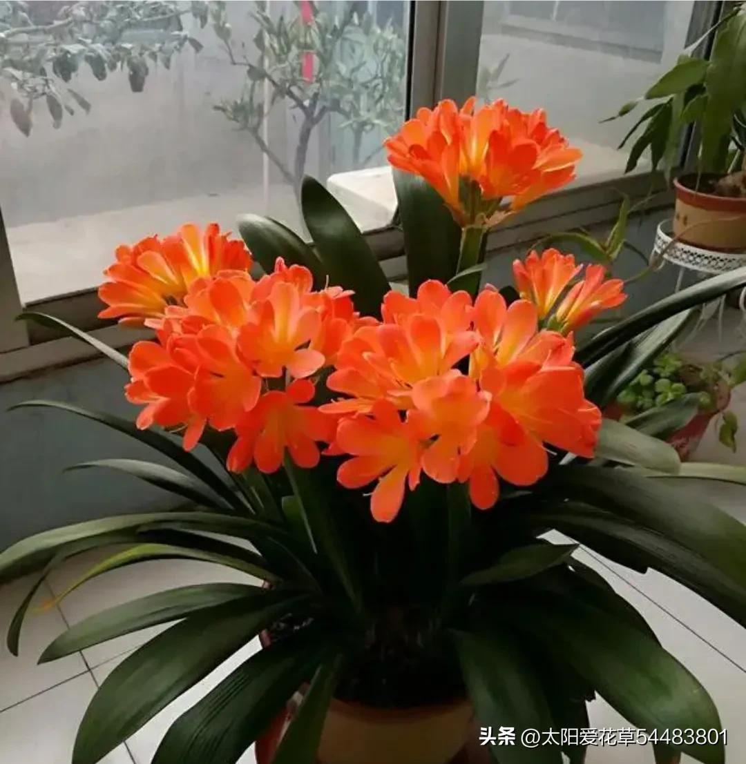 Maintenance of Clivia in October, 4 simple steps, new leaves, flowers ...