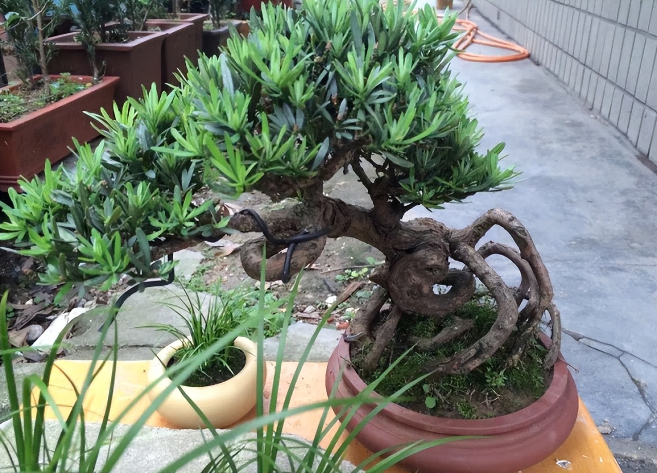 These "4 kinds" of trees, with old branches and thick skin, are most ...