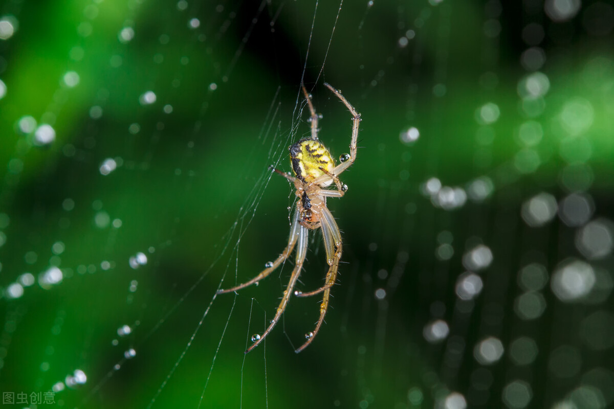 Why do small bugs eaten by spiders leave empty shells - iNEWS