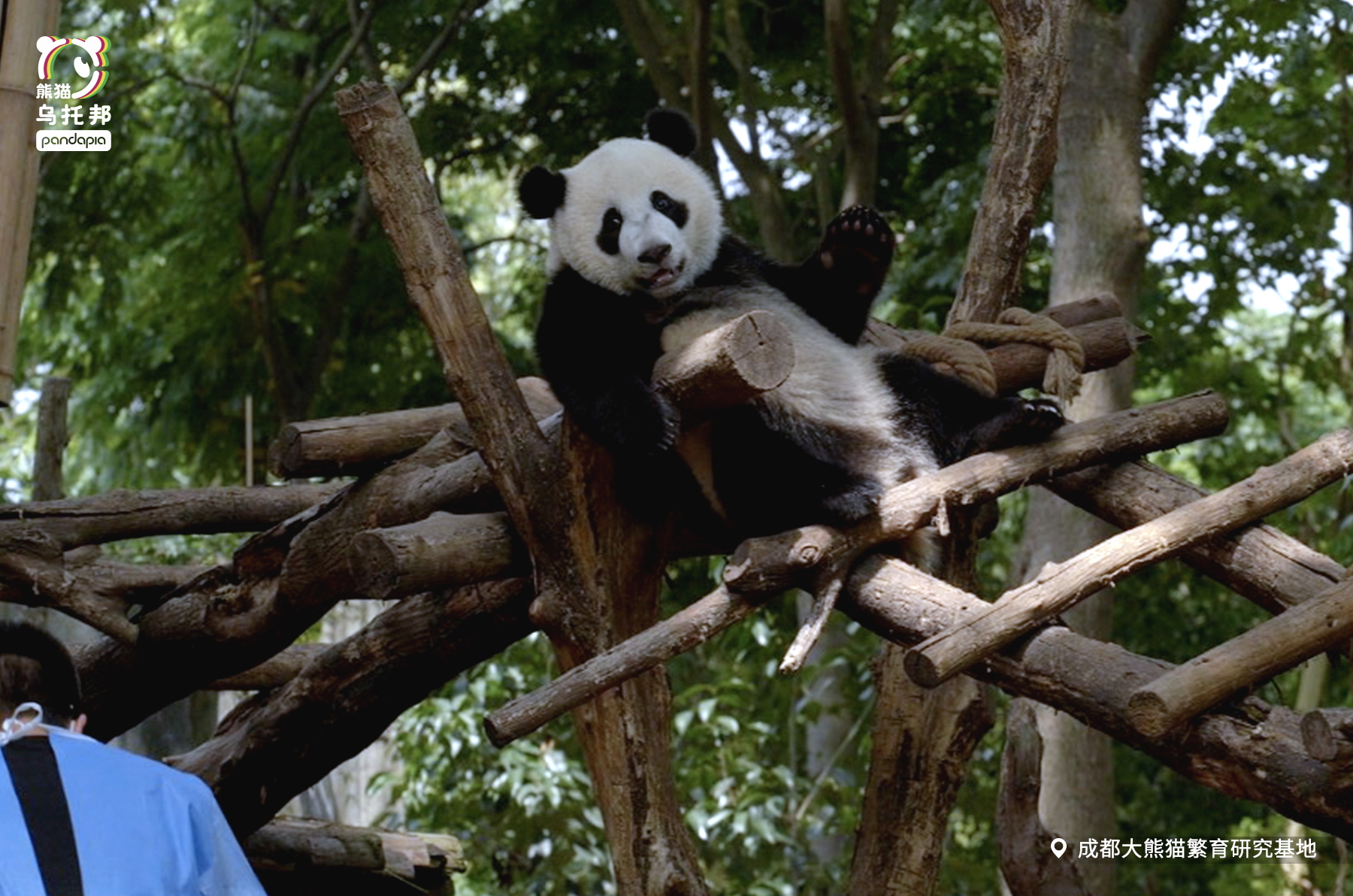 Panda: Fake?Again, is this fake? - iNEWS