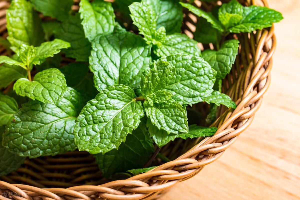 How to grow mint so that it can burst into pots, cut hard, the more ...