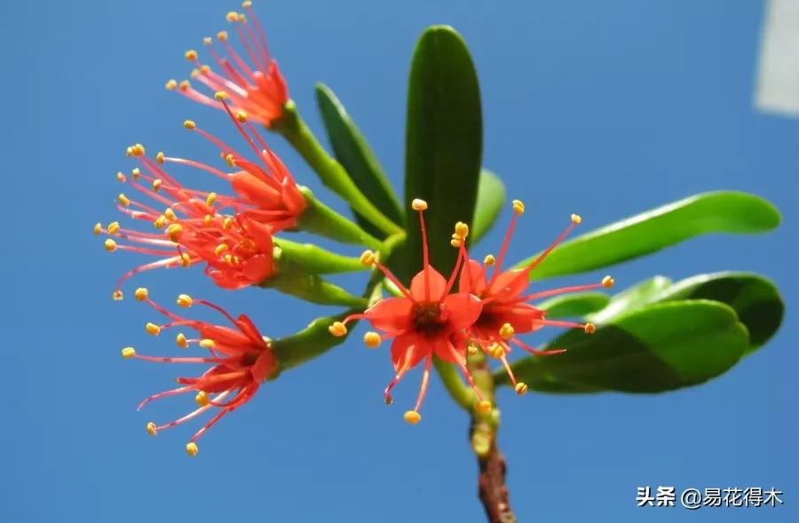 From 14 to nearly 1,000 mangrove tree species - red olive plum - iNEWS