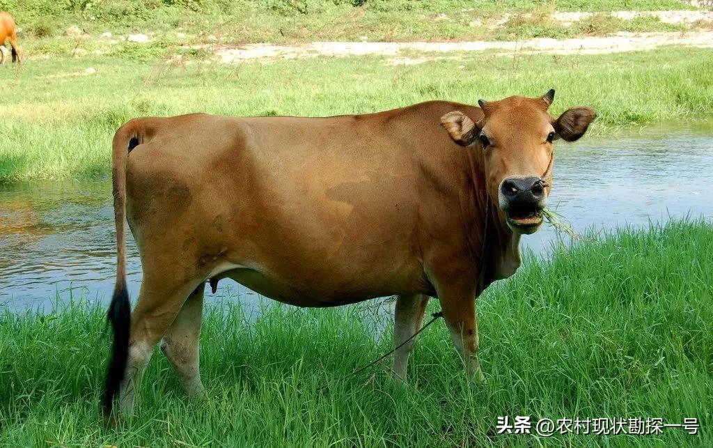 Thief was beaten to death for stealing cattle, family members demand ...