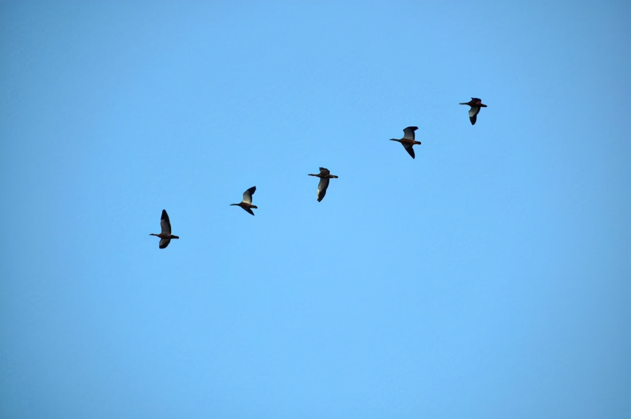 Wang Anshi's 2 unpopular poems, beautiful inscriptions, sparkling after ...