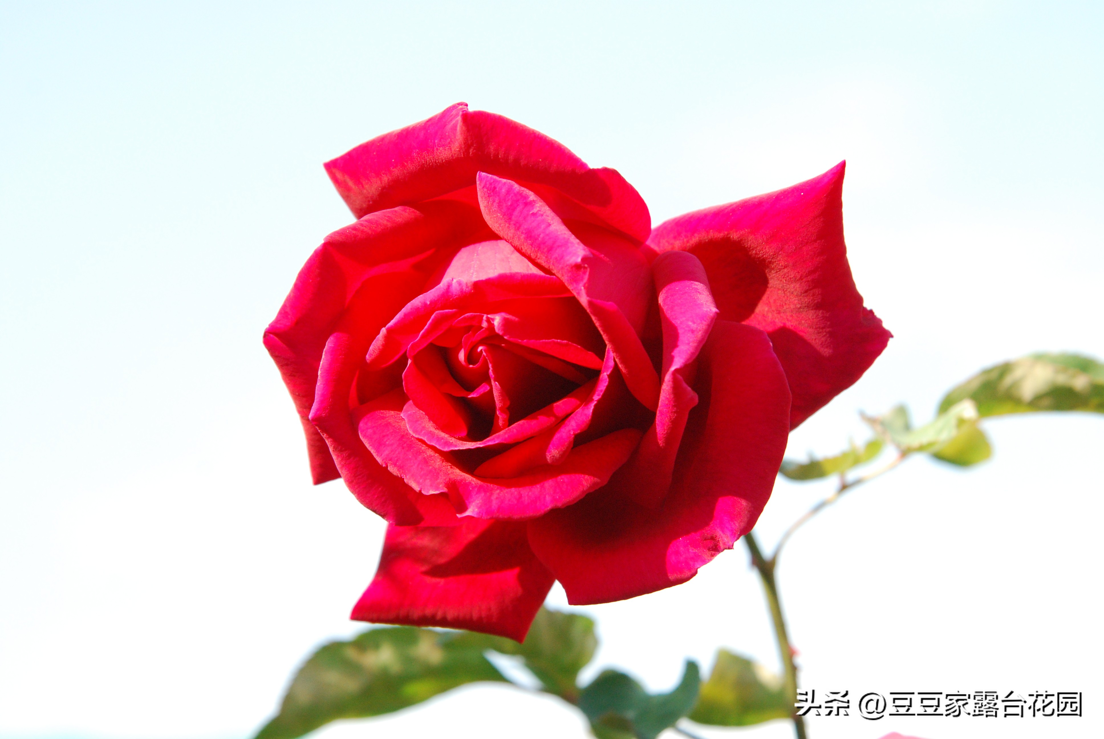 Chinese rose one by one ancient Chinese rose purple velvet - iNEWS