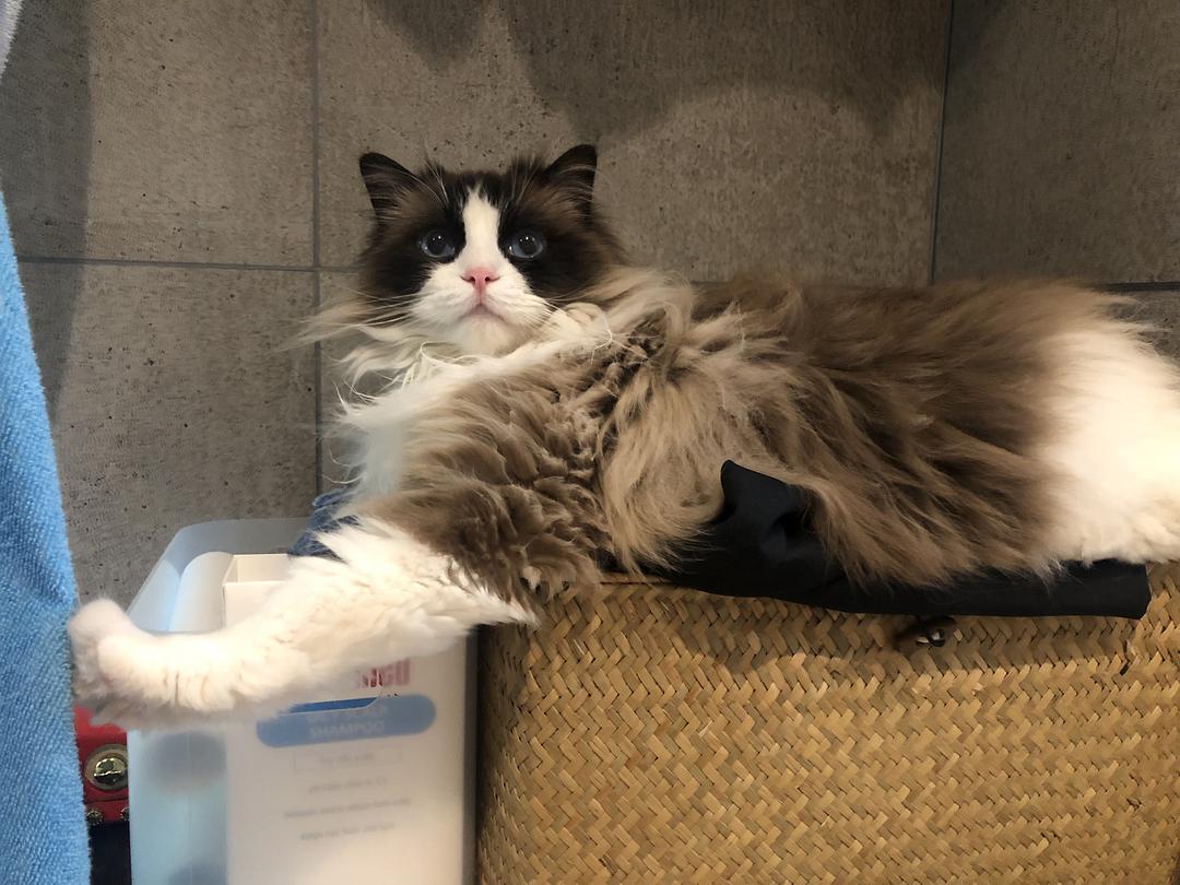 The color of the puppet cat is silly and unclear. Basically, these 3 ...