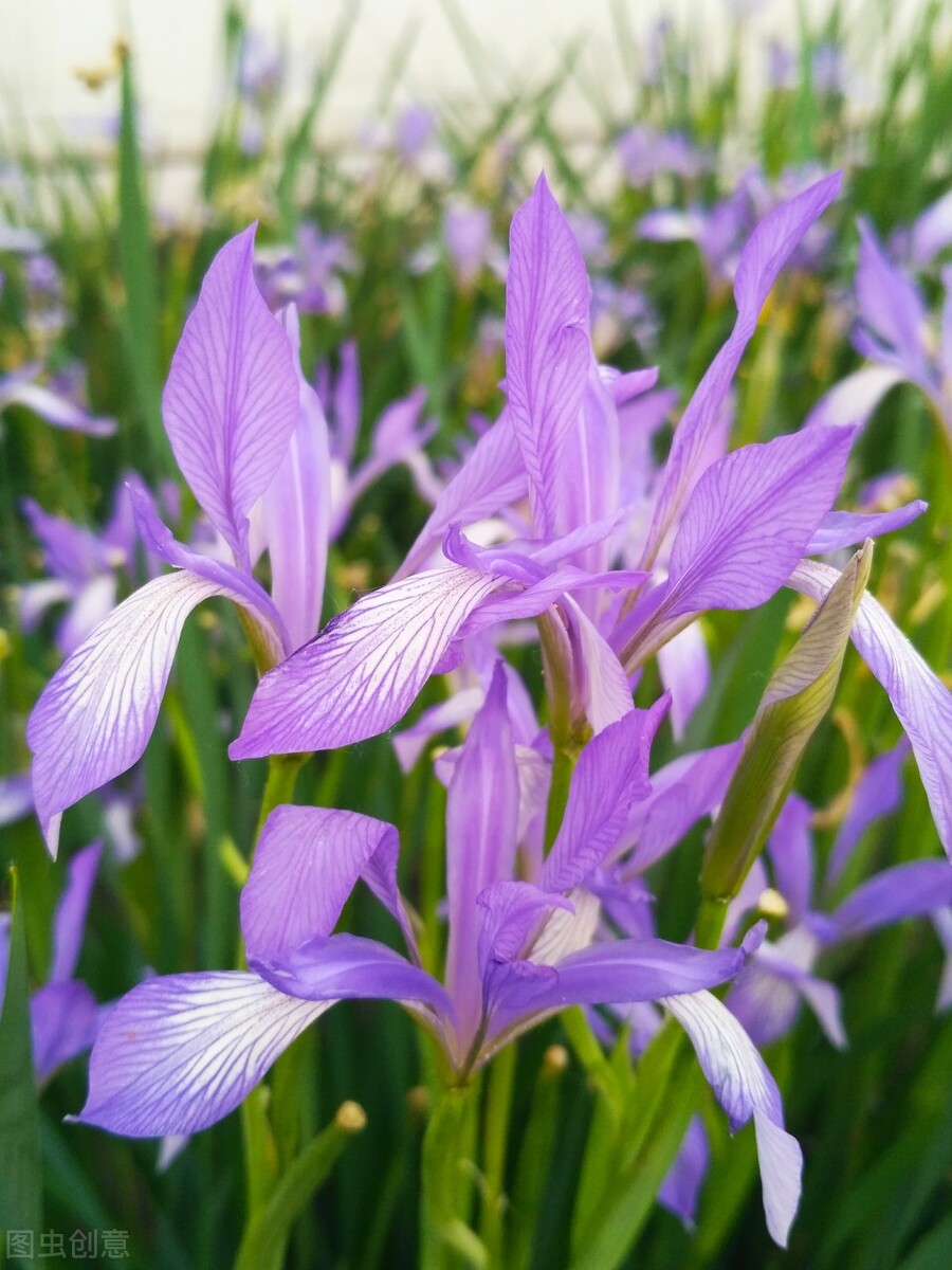 Malan flower, the "sacred grass" that is not afraid of wind and rain ...