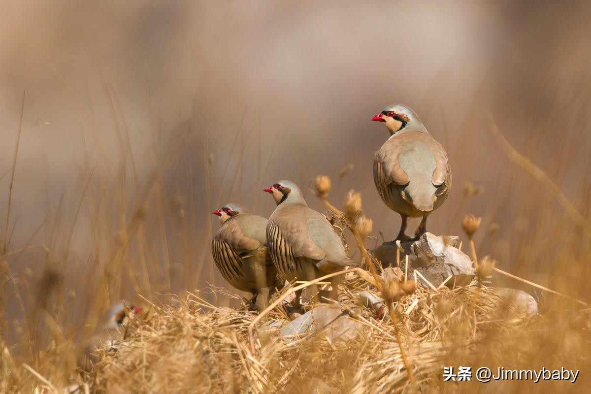 The legend of the world's national bird: Gibraltar (GIBRALTAR) North ...