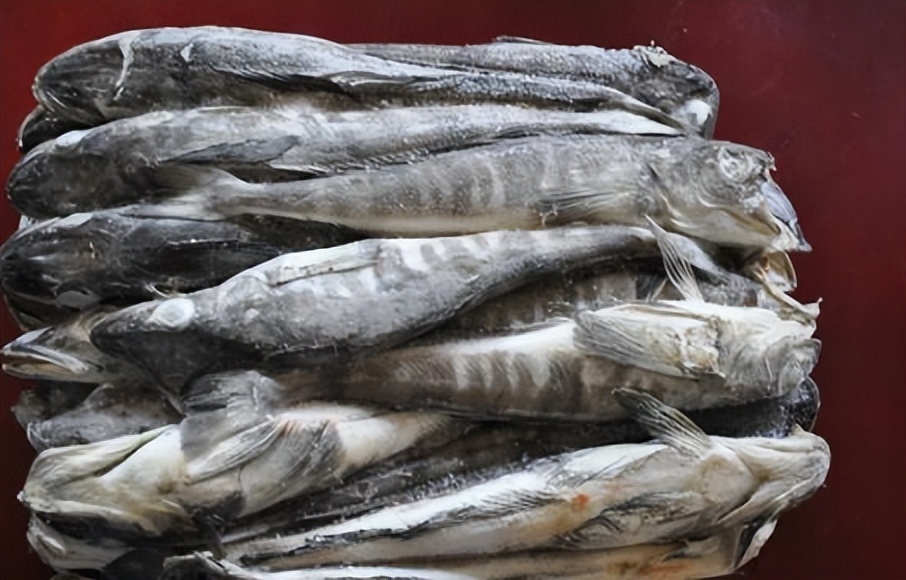 Kings of Ice: Adaptation and Survival of Antarctic Icefish - iMedia