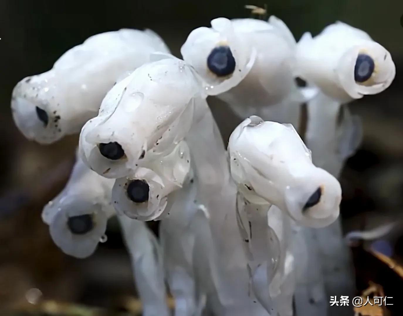 Critically Rare, Flower of Ghosts - iNEWS