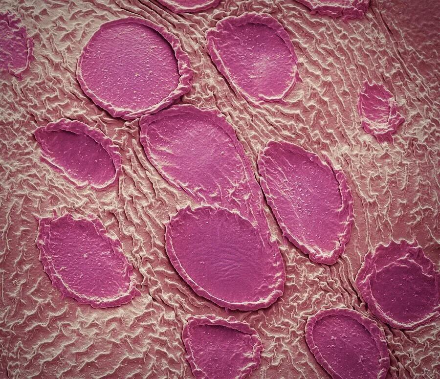 GIF! How Babies Grow From Embryos In 30 Seconds - iNEWS