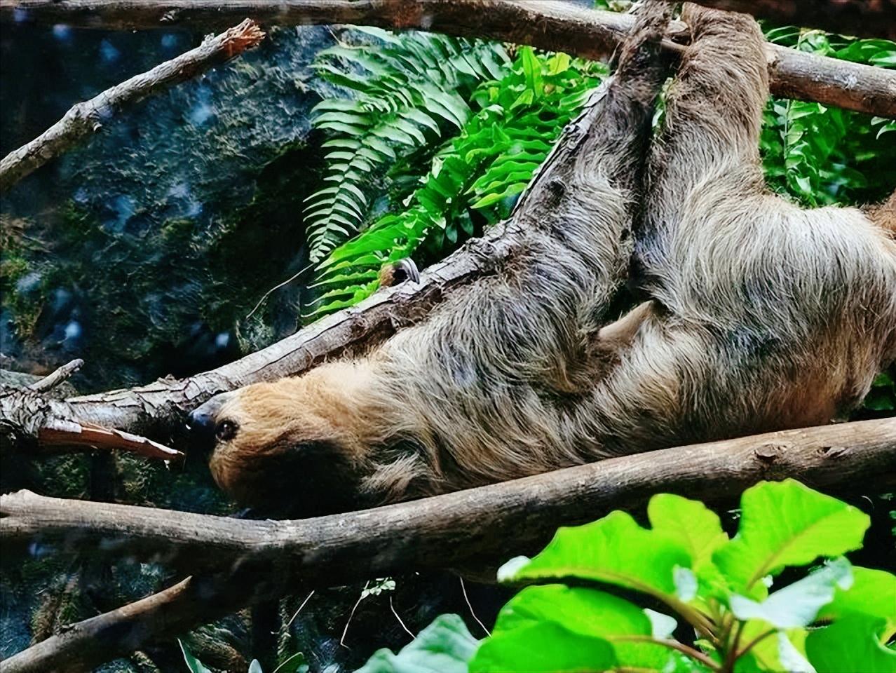 How lazy are sloths?Even if you are bitten by the prey, you are too ...