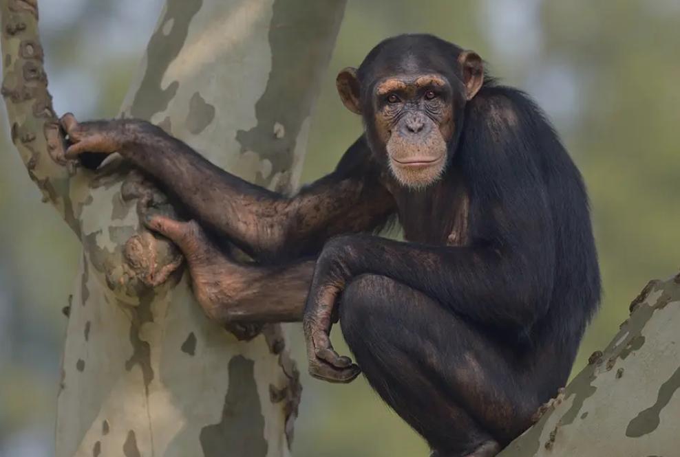 The Soviet Union's inhuman experiment: trying to make people pregnant ...