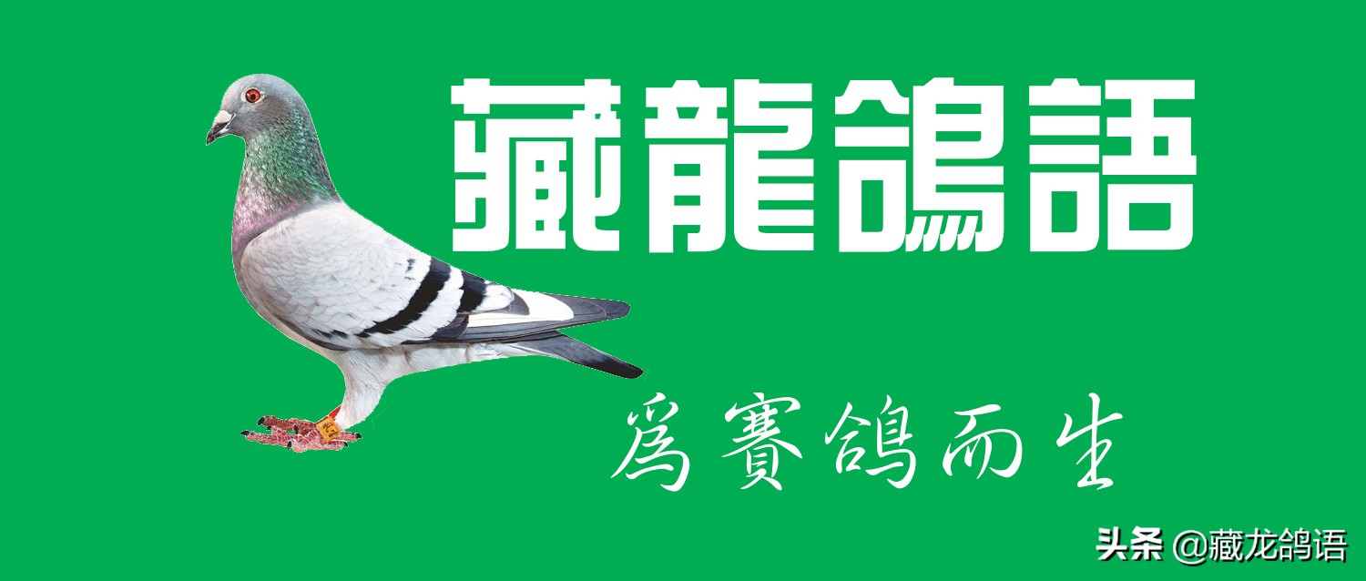 Dr. Colin Walker - The truth behind pigeon panting - iMedia