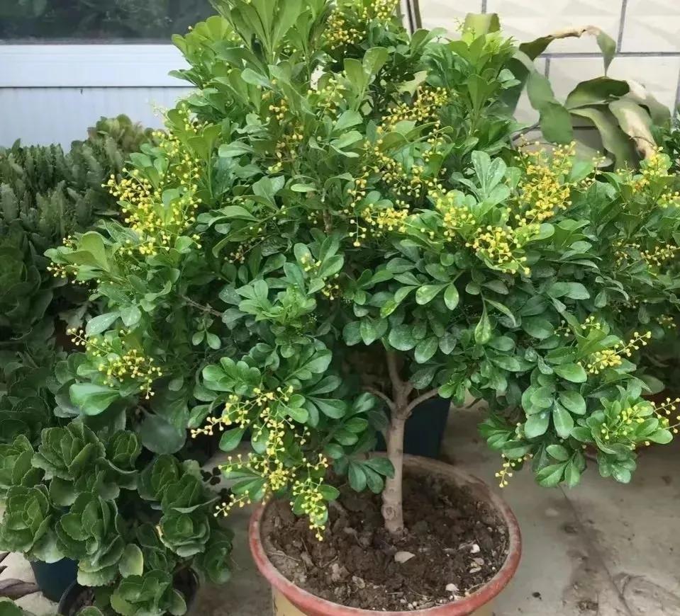 Put 4 kinds of fragrant flowers indoors, sterilize and remove odor ...