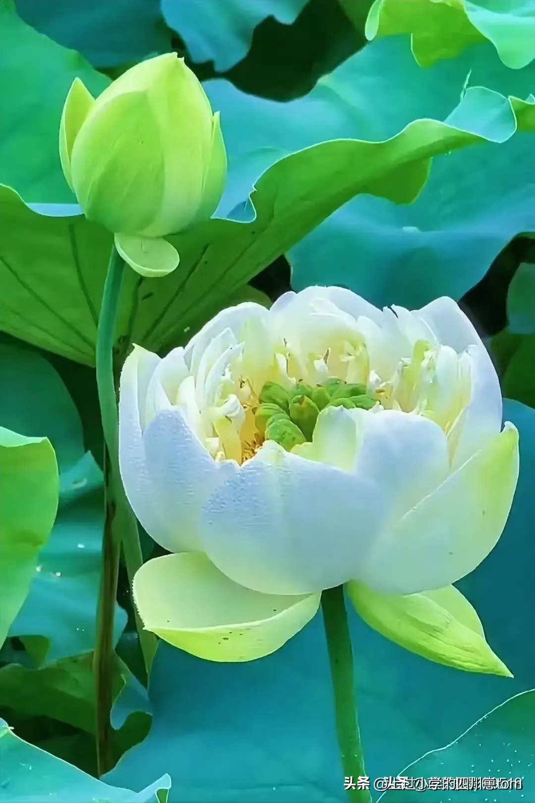 Reflections on the accidental death of Feng Yanghe, a top military ...