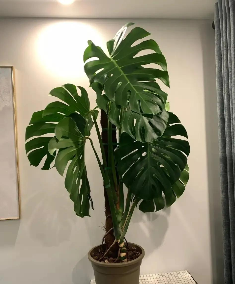 Three kinds of water are used to grow monstera, the leaves are ...