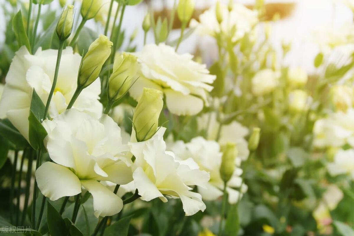 What color is the most expensive eustoma? - iMedia
