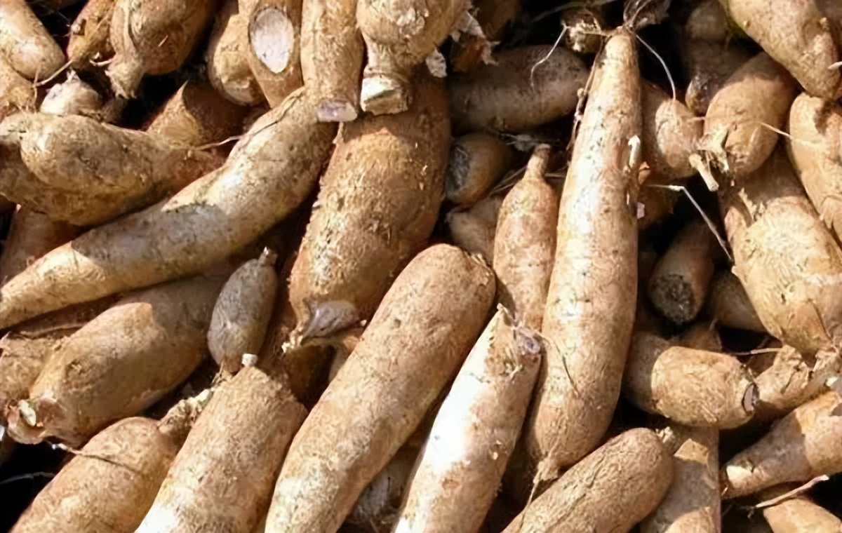 Cassava that poisons people?It has also become the life-saving food for ...