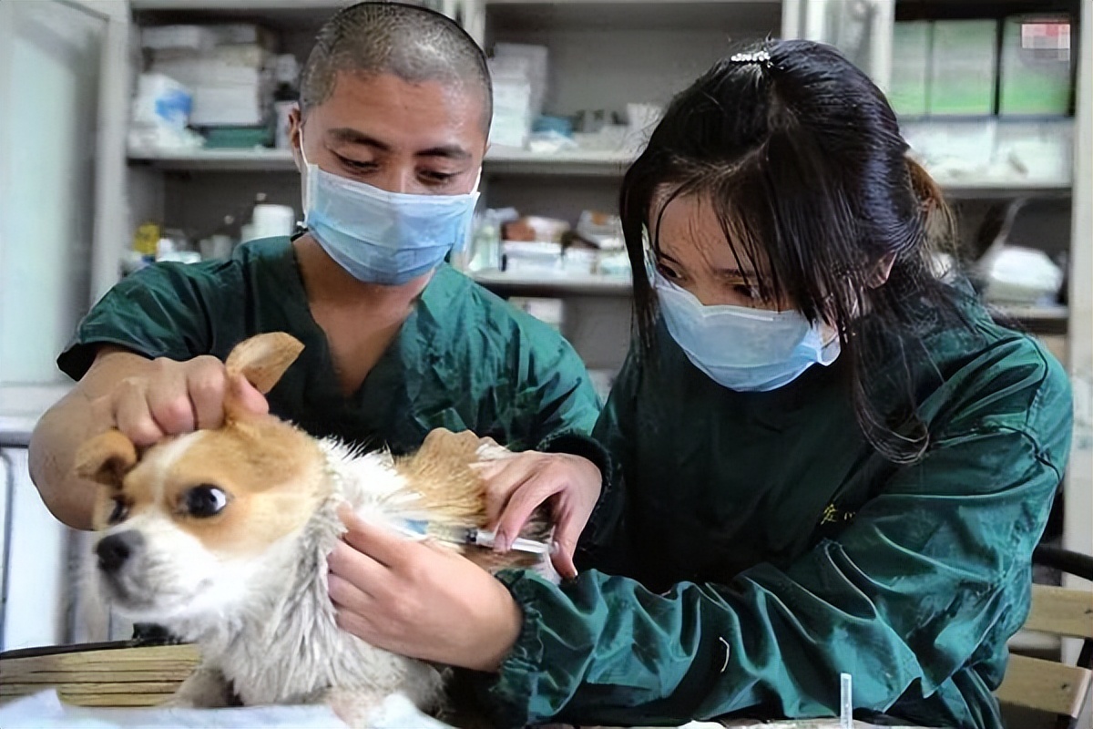 A man died of a rabies attack. He had been vaccinated for three times ...