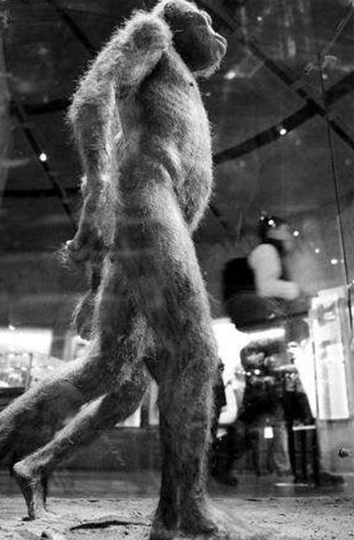 Scientists have discovered a genetically mutated chimpanzee whose ...